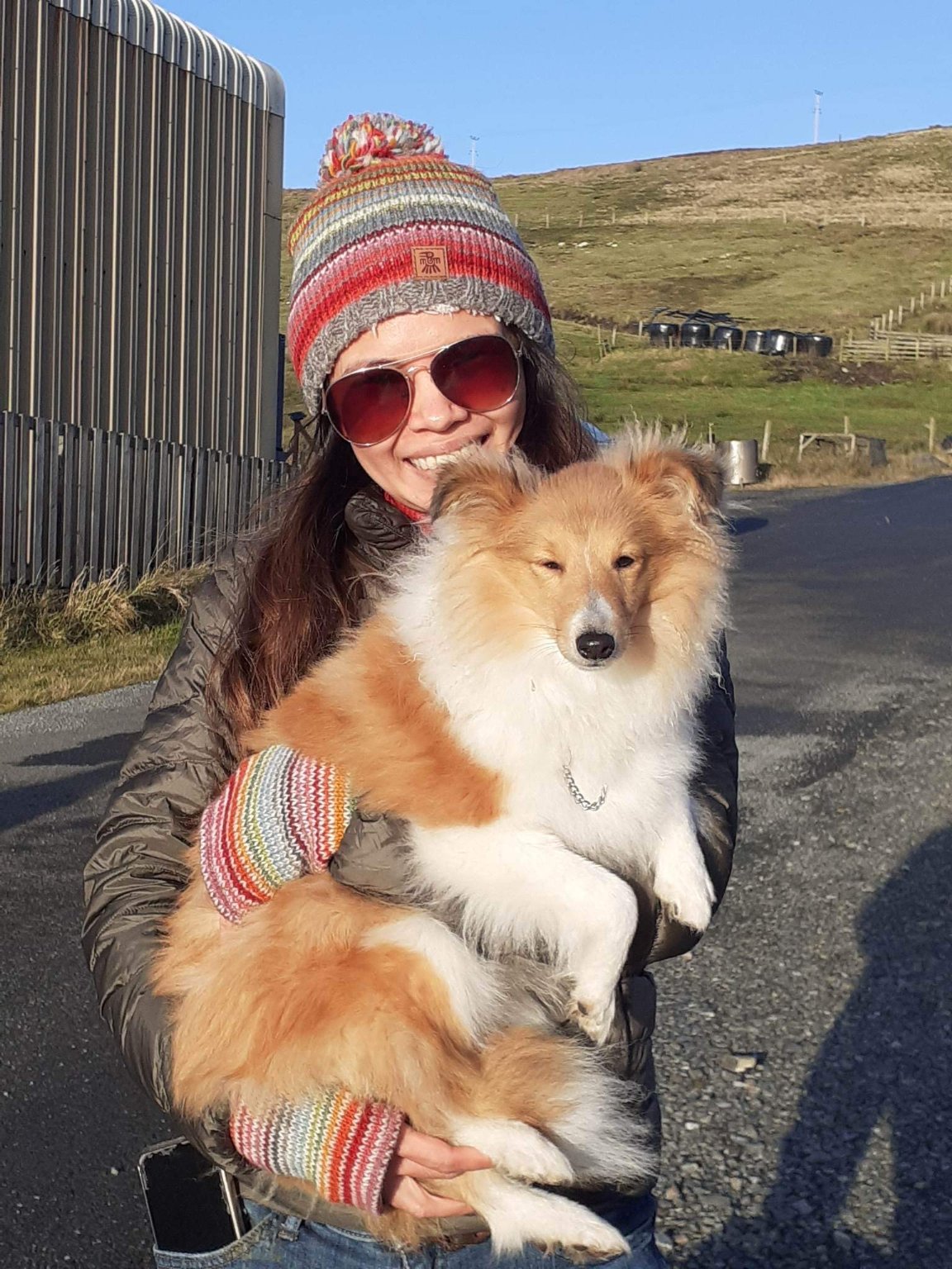 Shetland Sheepdogs, Ponies & Sheep Tour | Shetland Cruise