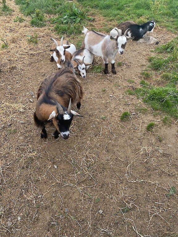 Beer & Bannocks Food Tour | Shetland Cruise