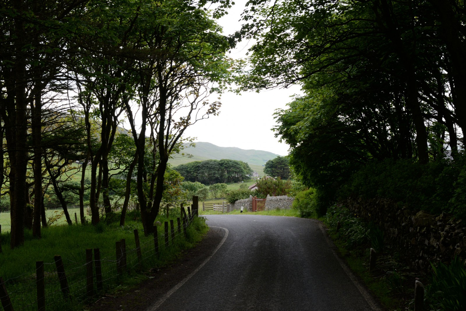 Treeless? That's Changing... | Shetland.org
