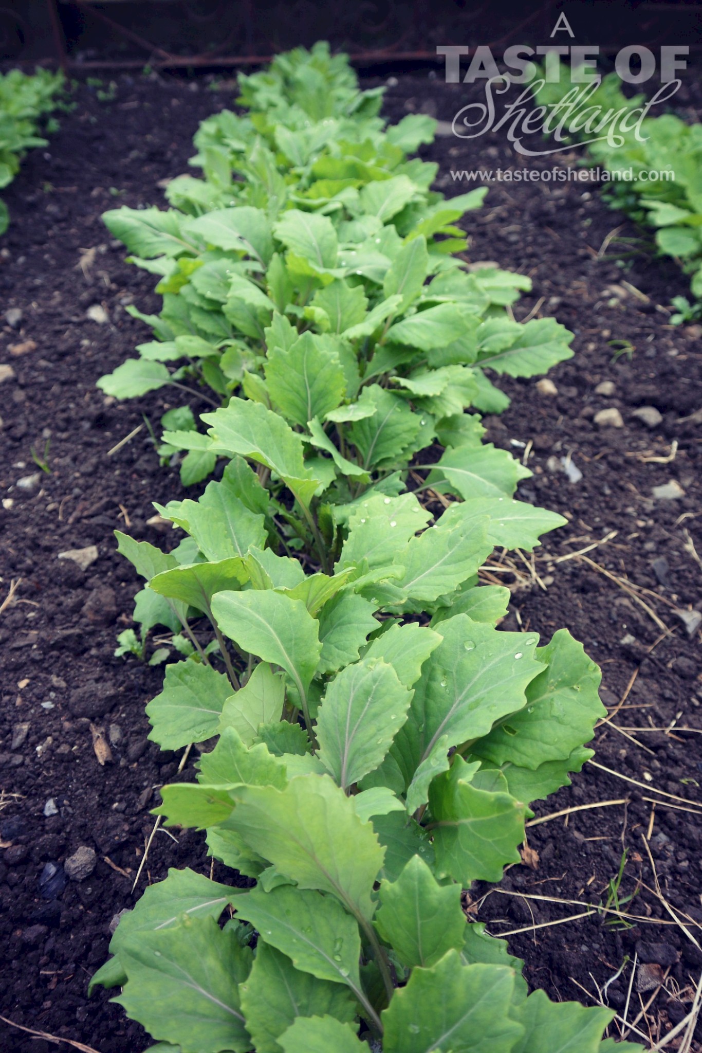 Shetland Kale: Oldest Scottish Variety | Shetland.org