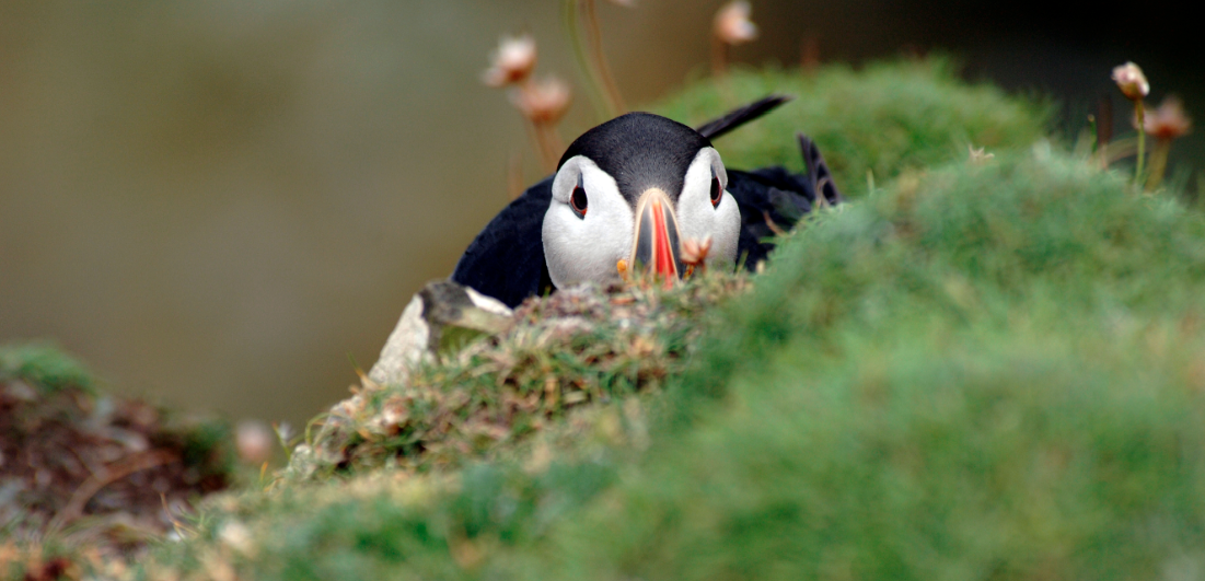 Puffin Cam is LIVE now! | Shetland.org