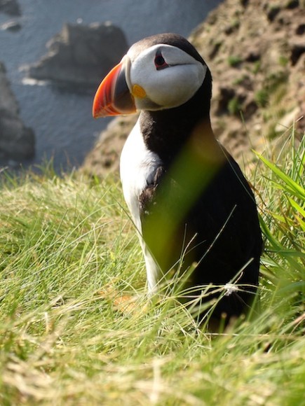 Discover Shetland's Biodiversity | Shetland.org