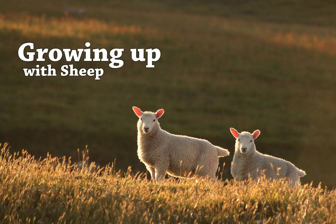 Growing up with sheep in Shetland | Shetland.org