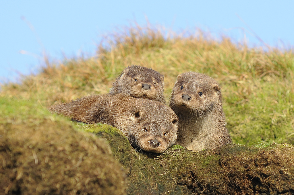 Shetland otters: The tale of a draatsi family | Shetland.org