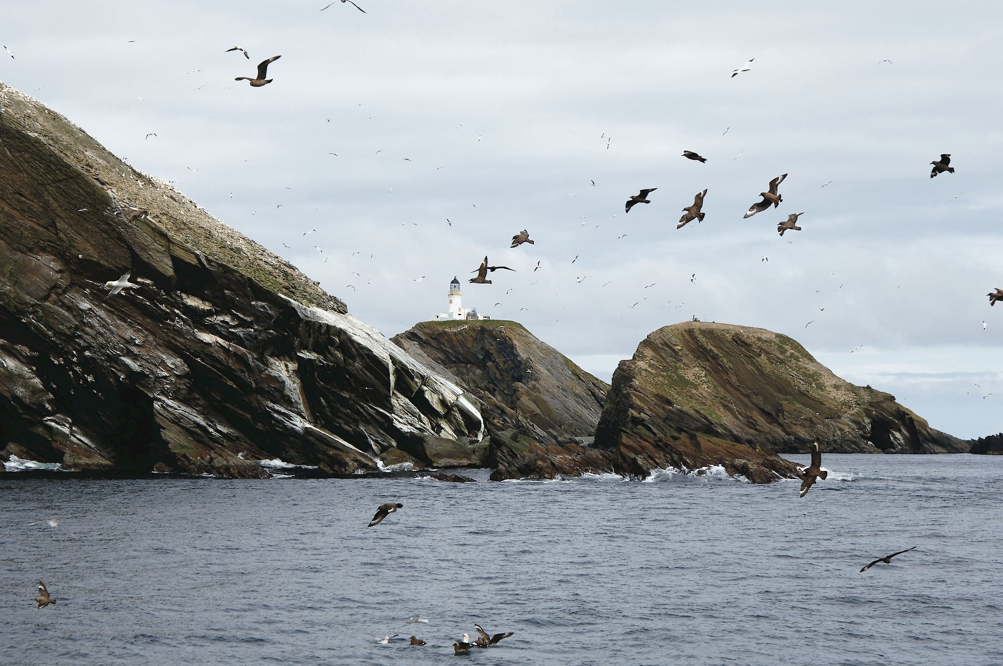 Unst – a botanical treasure island | Shetland.org