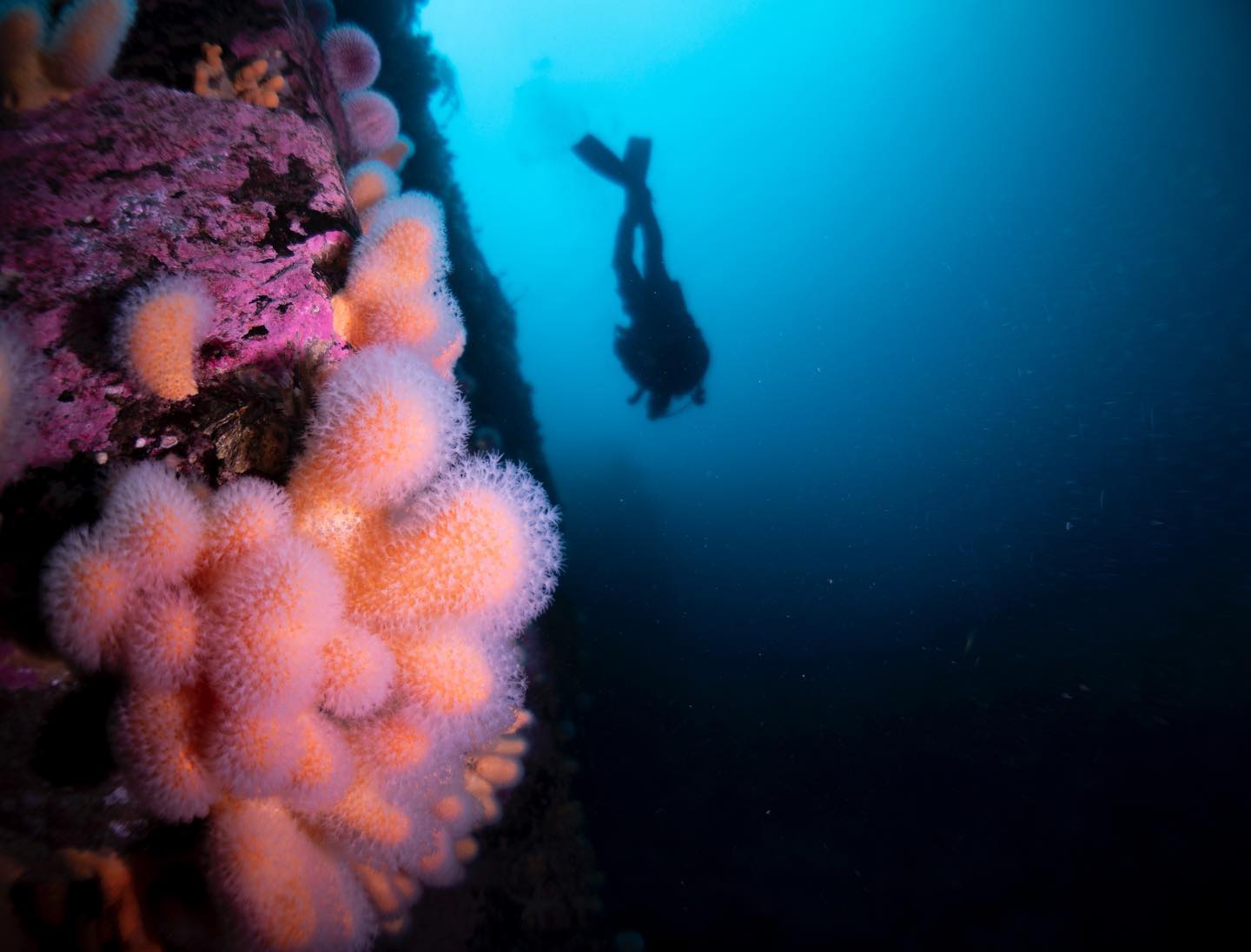 Hidden depths: Diving in Shetland | Shetland.org