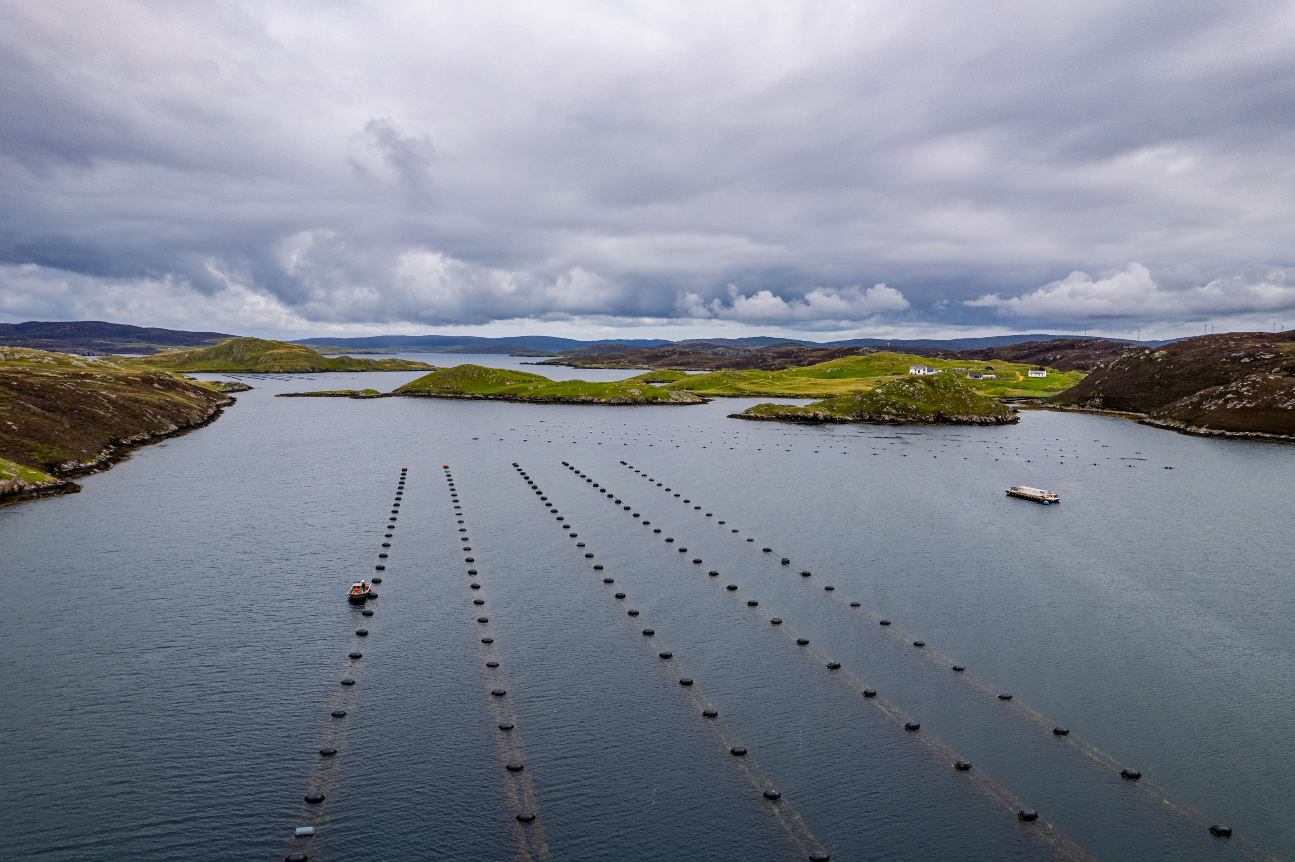 Shetland mussels – a shellfish success story | Shetland.org