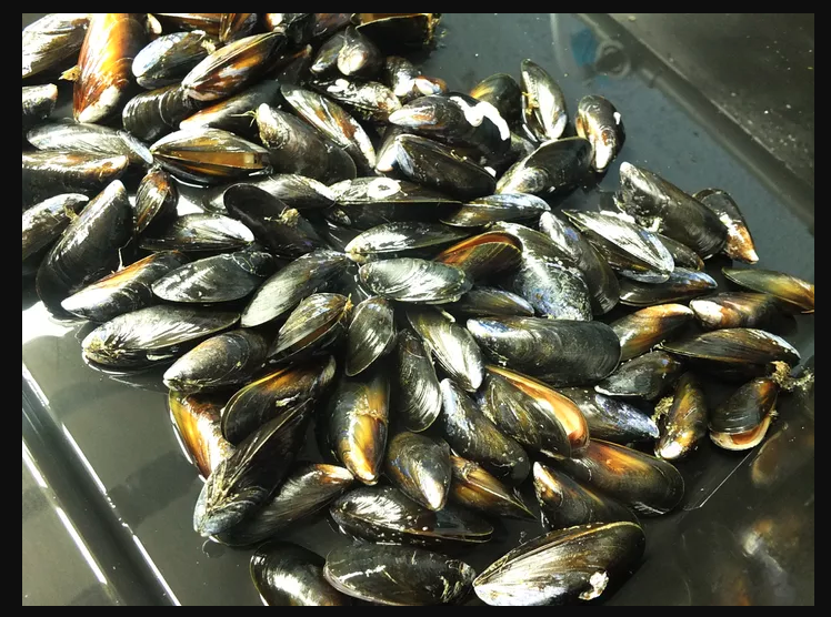 Musseling in | Shetland.org